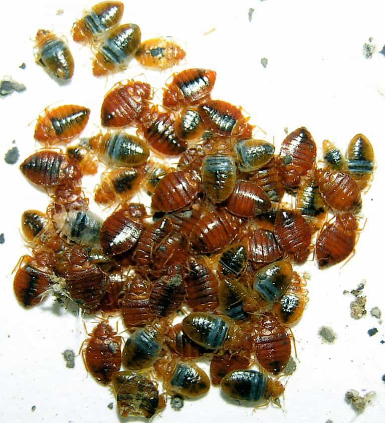 What Do Bed Bugs Look Like? Over 50 Pictures | Debedbug