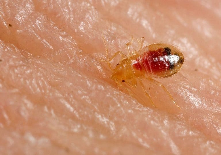 What Do Bed Bugs Look Like? Over 50 Pictures | Debedbug