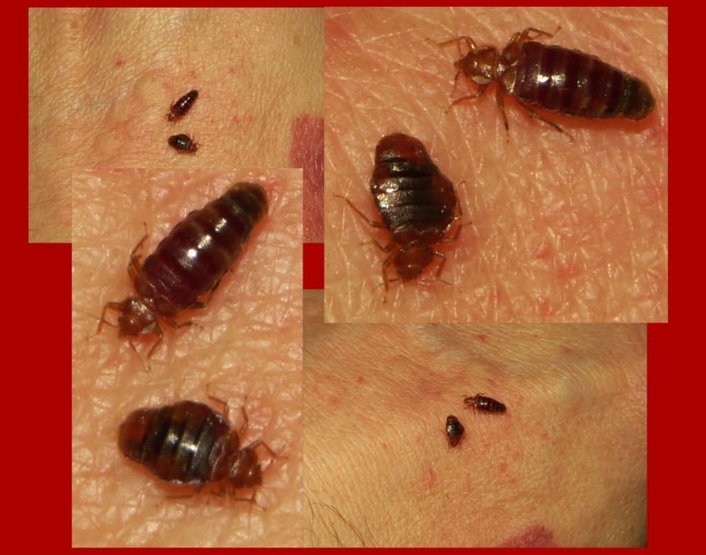What Do Bed Bugs Look Like? Over 50 Pictures | Debedbug